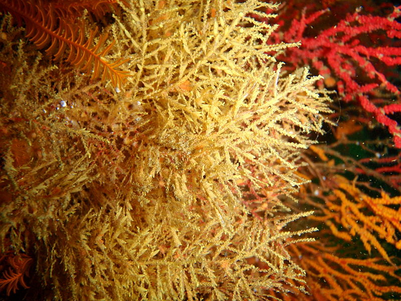 Recent Research Archives - Urban Marine Ecology